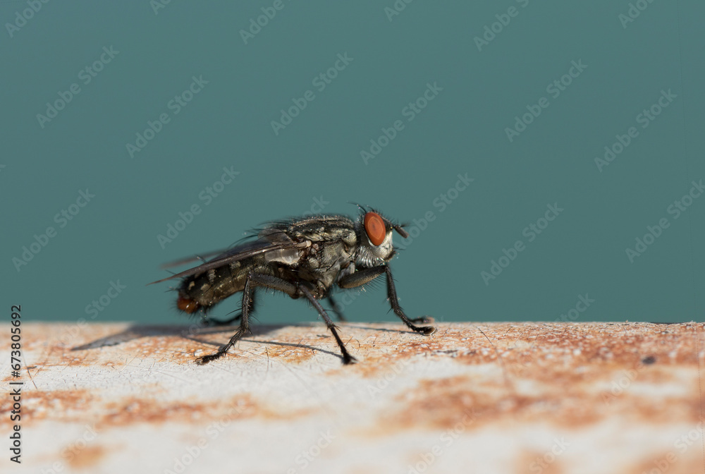 Hydrotaea dentipes is a fly from the family Muscidae. Its larvae have ...