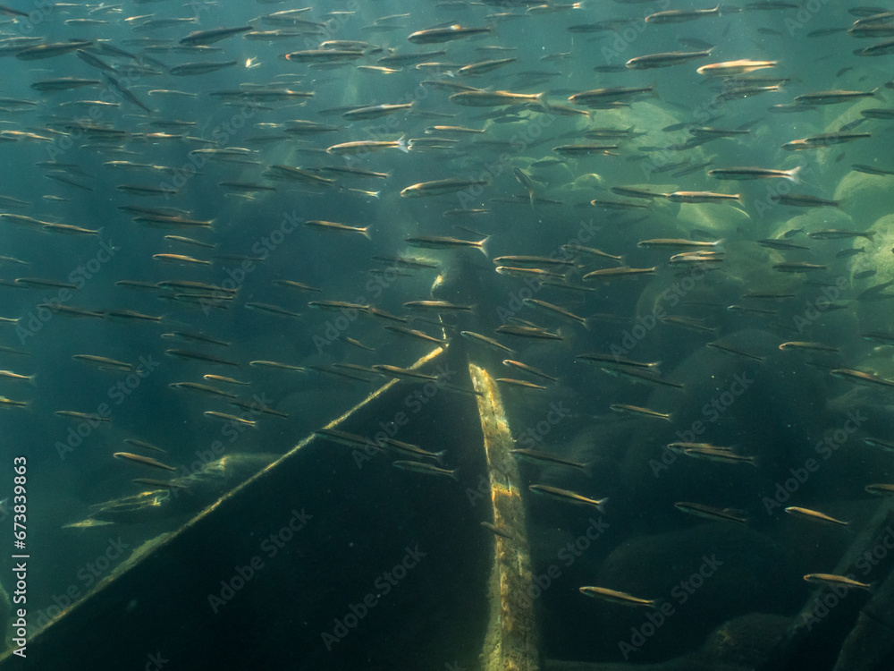 School of common minnow fish swimming by sunken rowboat Stock Photo ...