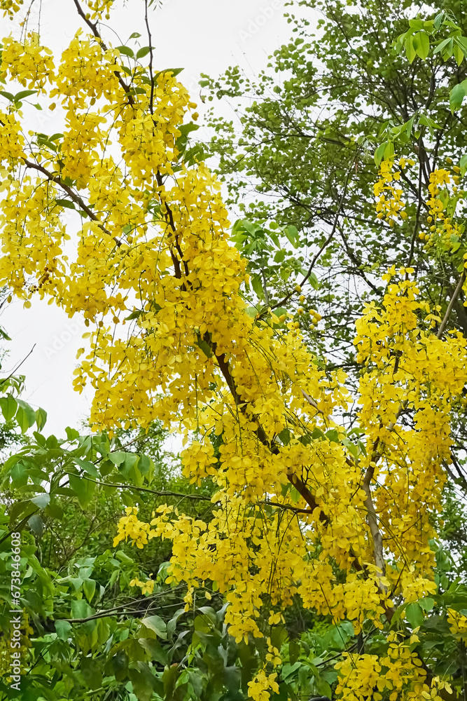 Yellow flowers of cassia fistula or golden shower tree flowering branch with hanging clusters of ...