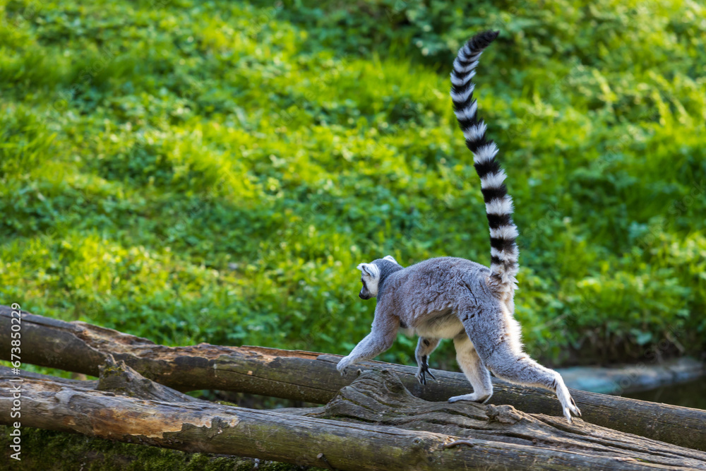 Lemurs (Lemuriformes) run and rest in a meadow. Cute furry animal ...