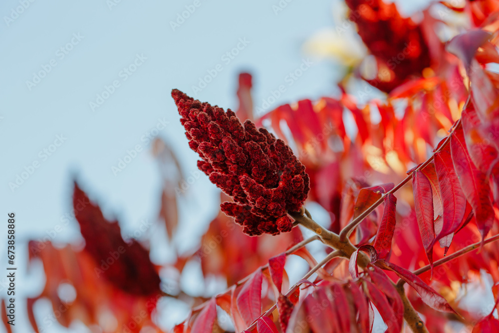 Staghorn sumac, or downy sumac, Vinegar tree, short-haired sumac ...