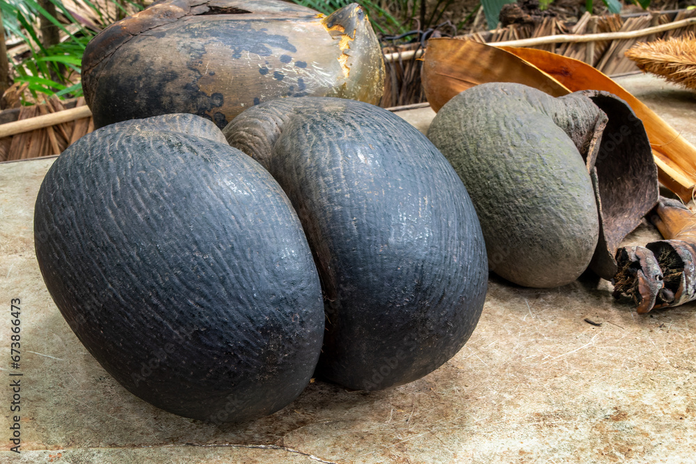 Fruit of the coco de mer (sea coconut), also called love coconut, coco ...
