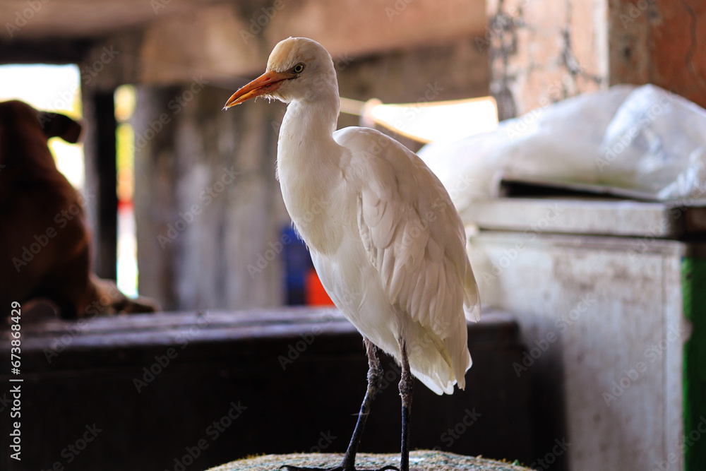 Snowy Egret Portrait, Cranes are a family, the Gruidae, of large, long ...