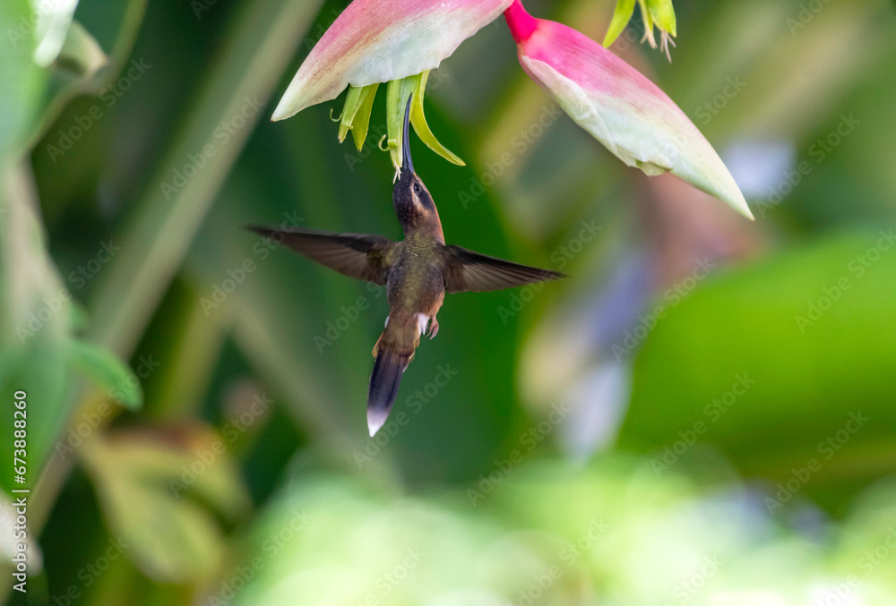 Little Hermit hummingbird in flight with wings spread feeding on an ...