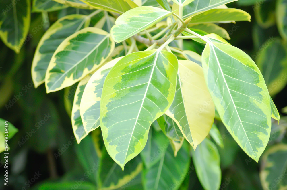 Asian Council Tree, Ficus Altissima Variegata or Ficus Elastica ...