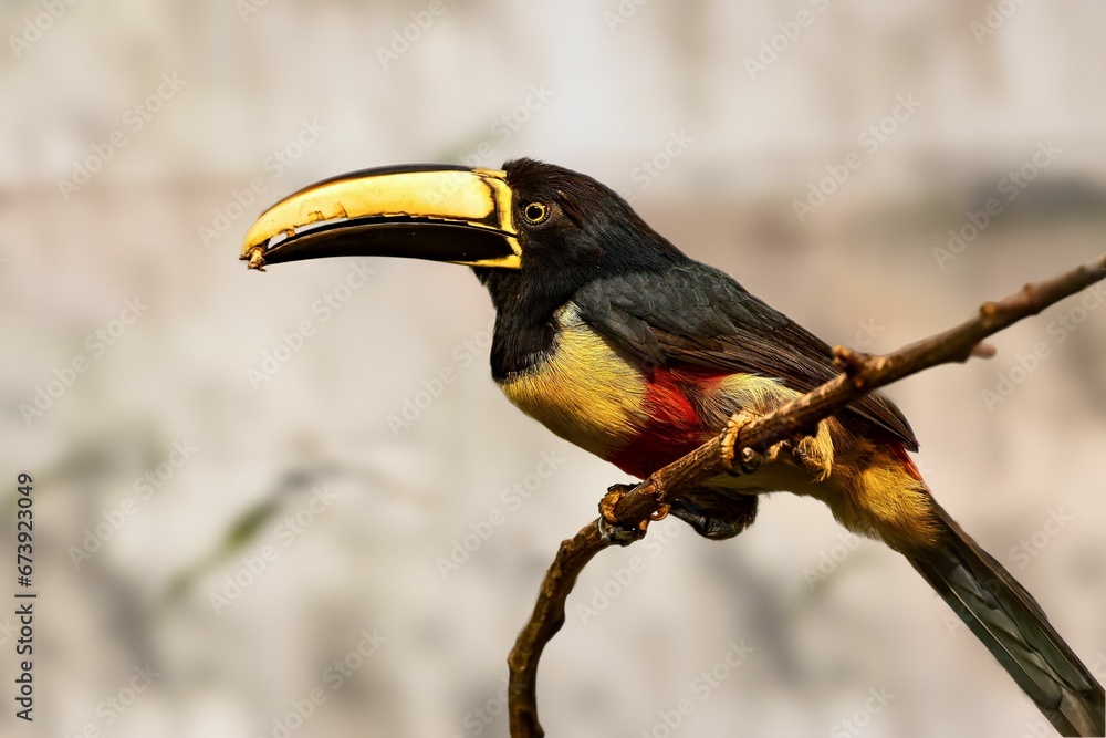 Toucan from the Aracari species perched on a thin, branching tree in a ...