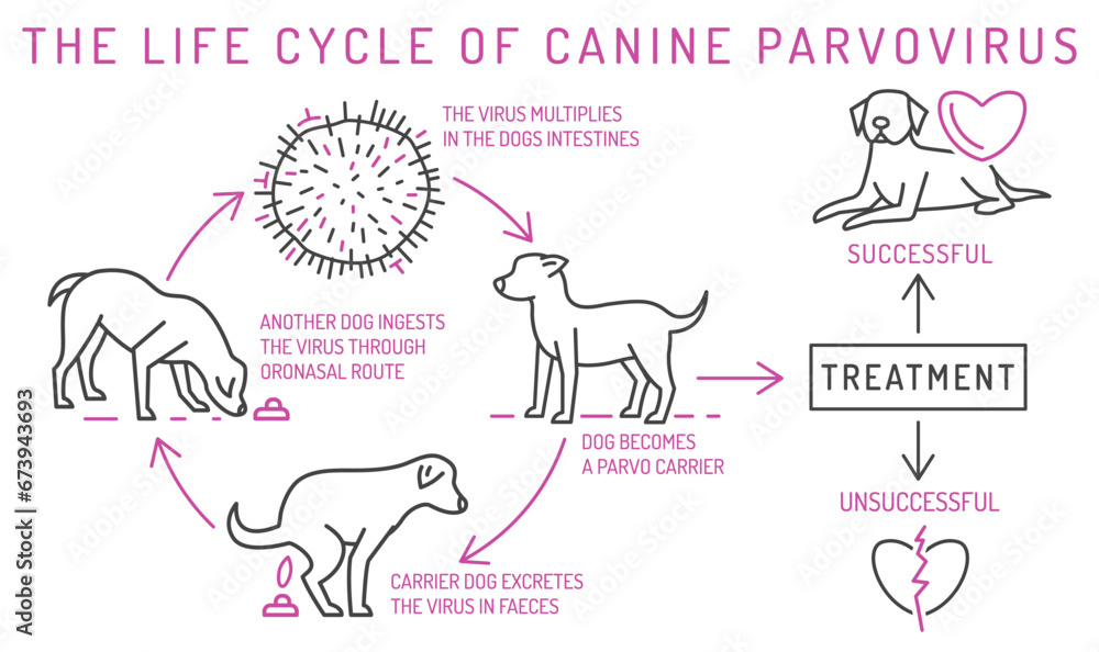 Poster The life cycle of parvovirus in dogs. – Wall Art | UkPosters