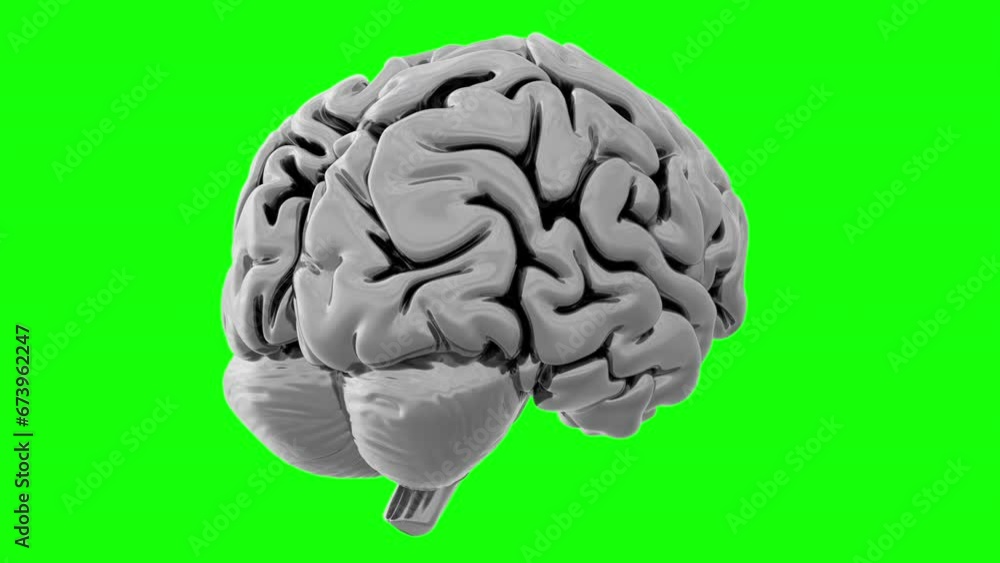 Loopable 3D animation of a spinning human brain made of shiny silver ...