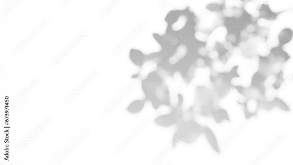 Leaves Branch Shadow Loop on White Background - 4k Seamless Looping ...