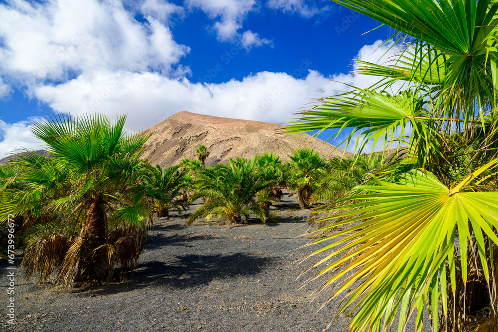 Beautiful palm trees groove landscape Stock Photo | Adobe Stock