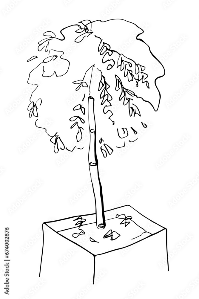 Potted tree. Line art hand drawn illustration. Black vector sketch ...