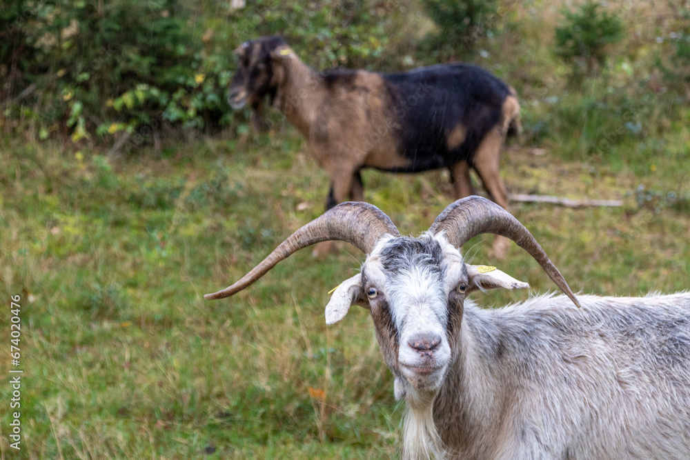 goat in the meadow, image shows a wild billy or male goat looking at ...