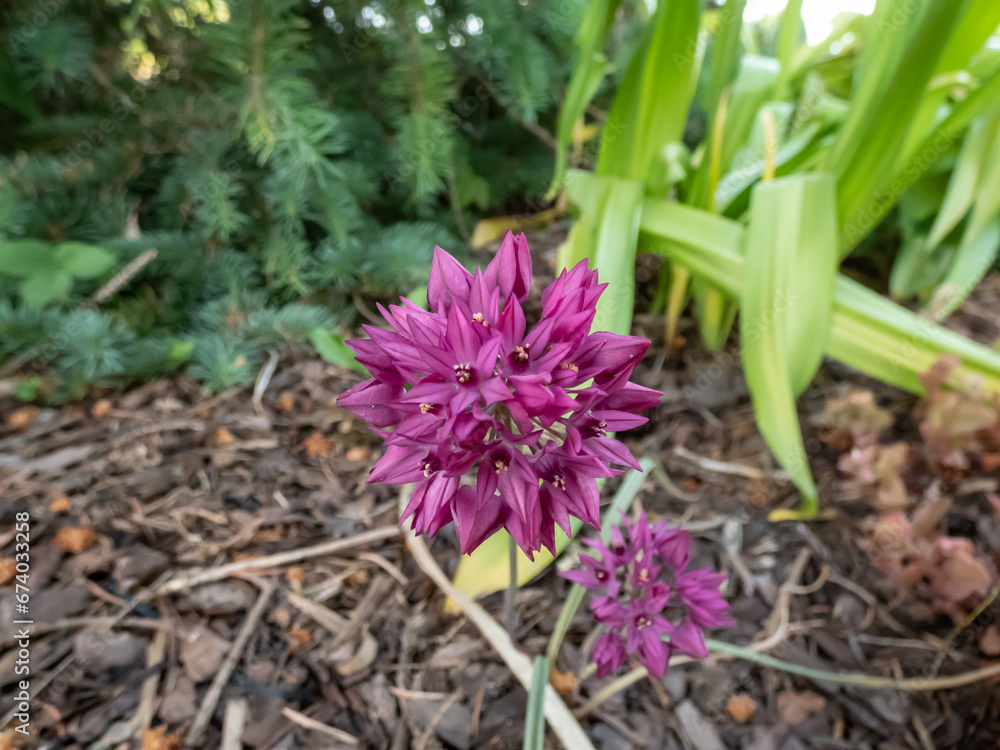 Pink lily leek or mountain lover (Allium oreophilum) 'Kuramin Dwarf ... Pink lily leek or mountain lover (Allium oreophilum) 'Kuramin Dwarf ...