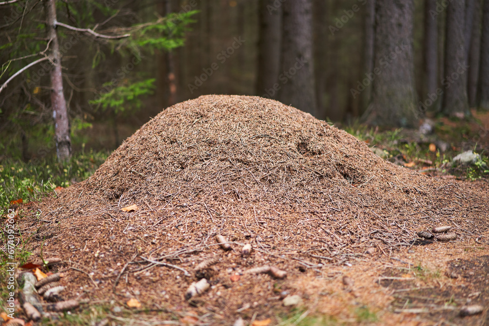 Anthill in the deep forest. Ant colony of Formica rufa, also known as ...