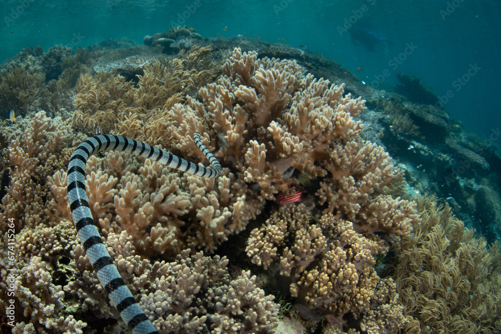 Poster A Banded sea krait hunts for prey on a shallow coral reef in ...