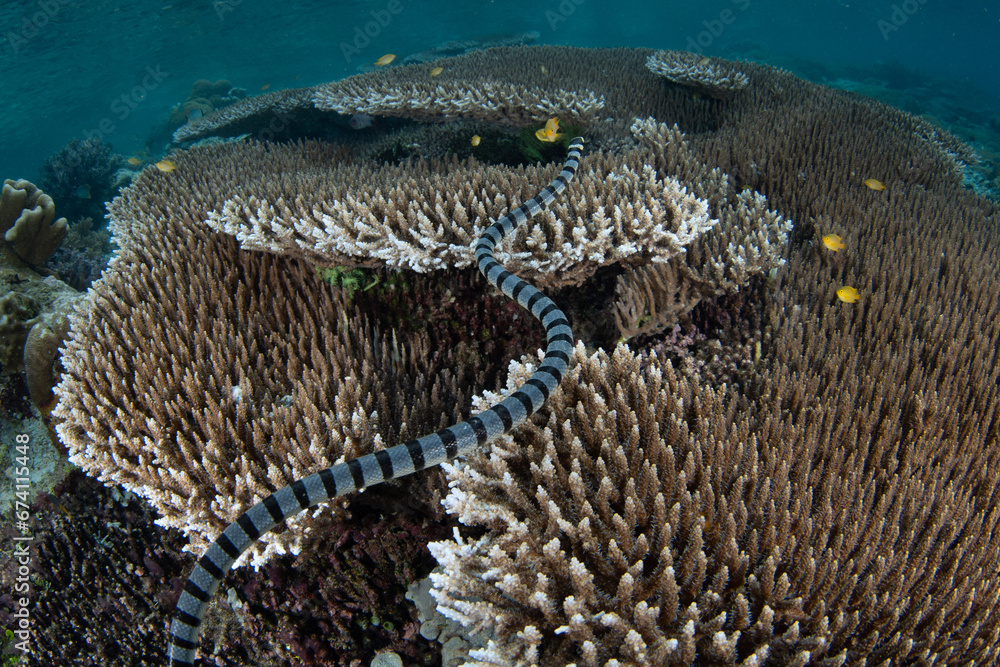 A Banded sea krait hunts for prey on a shallow coral reef in Raja Ampat ...