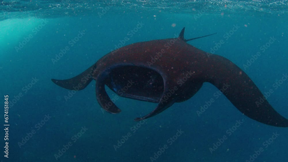 The giant oceanic manta ray, giant manta ray or oceanic manta ray ...