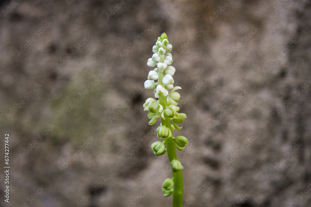 Drimiopsis maculata (little white soldiers, African false hosta ...