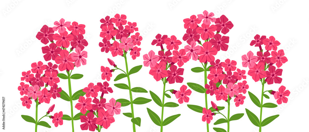 Phlox, vector drawing flowers at white background, hand drawn botanical ...