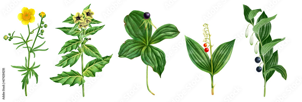 watercolor drawing poisonous plants with leaves and flower, Hyoscyamus ...