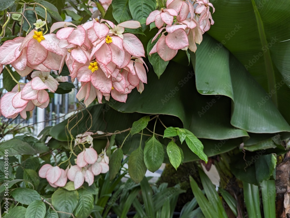 Mussaenda plant with large droopy light pink sepal and small yellow ...