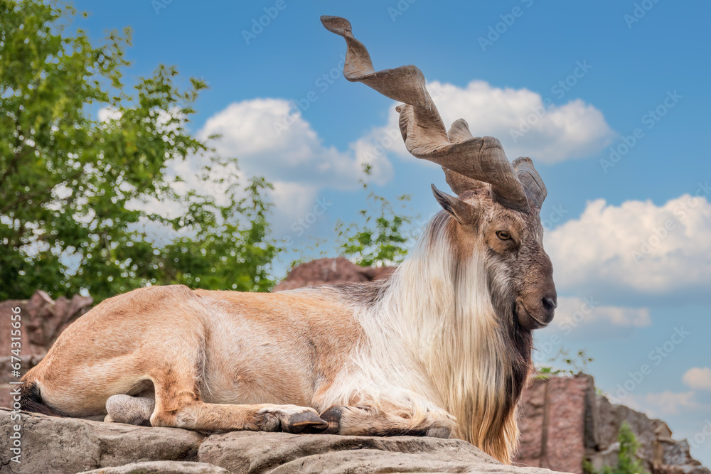 Markhor, Capra falconeri, wild goat native to Central Asia, Karakoram ...