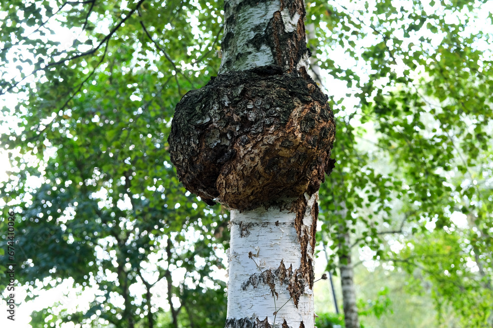 Inonotus obliquus or Chaga mushroom on trunk birch tree. Fungus, black ...