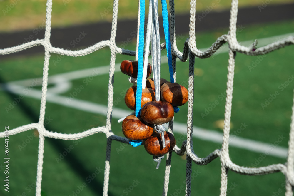 Conkers. Fruit of the Horse chestnut tree with string for traditional ...