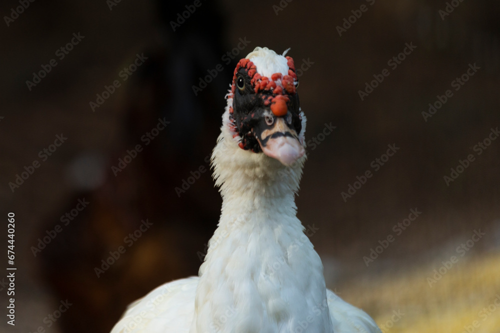 Pato, blanco, corral de patos y gallinas. Pato tomando agua, paato ...