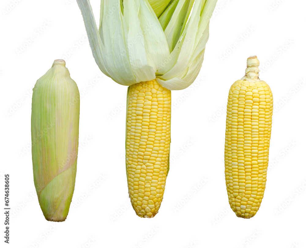 Each type of three corn cob on transparent background. top view Stock ...