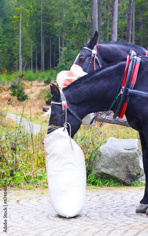 Horse eating hay from a bag. Black horses eating oats from jute bag ...