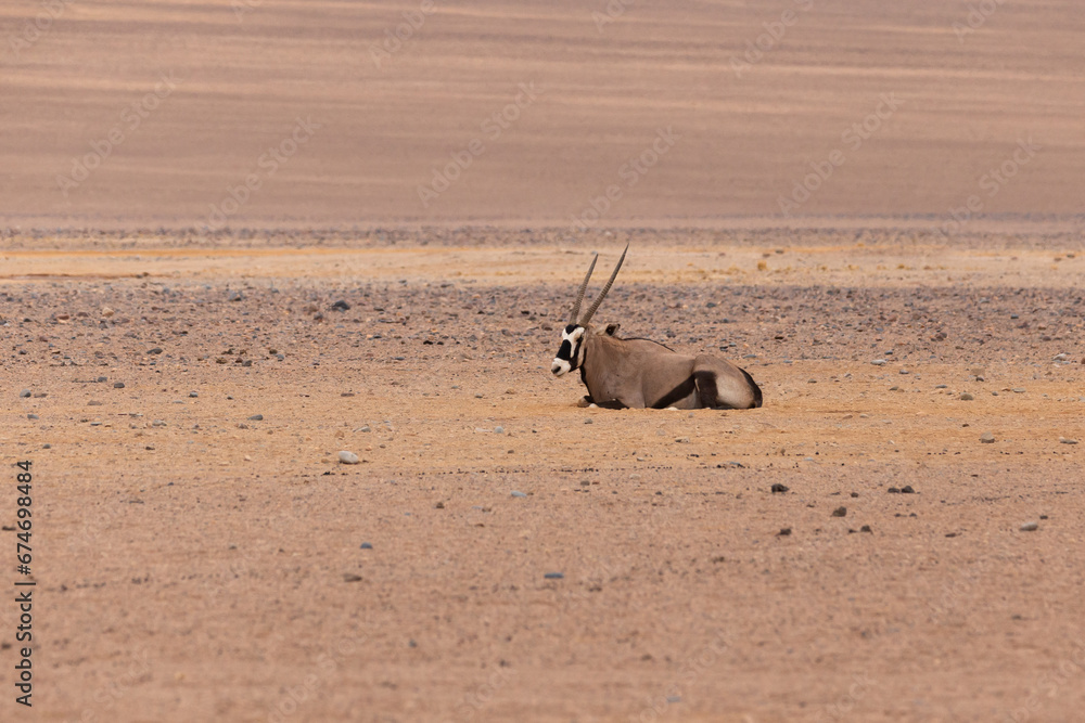 Poster Lone oryx lying down in the sand in an arid and mountainous ...
