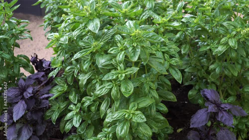The bush basil plant's bright green foliage view. Basil is the most ...