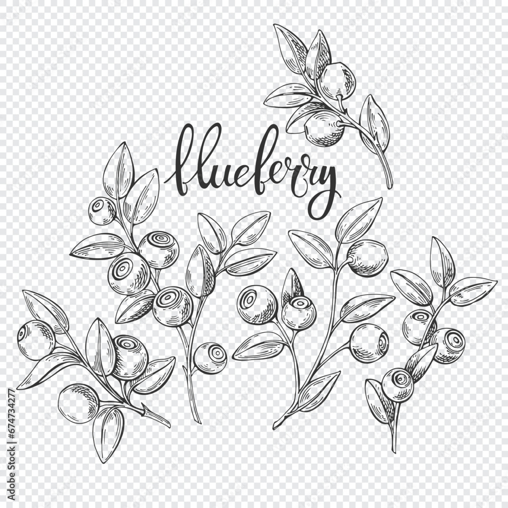 Blueberry. Isolated berry branch sketch. Vector illustration, line art ...