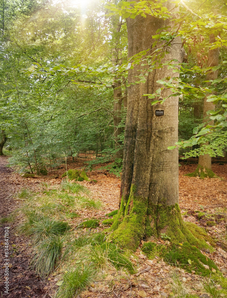 Light shines on trees in a cemetery forest. On one tree you can see the ...