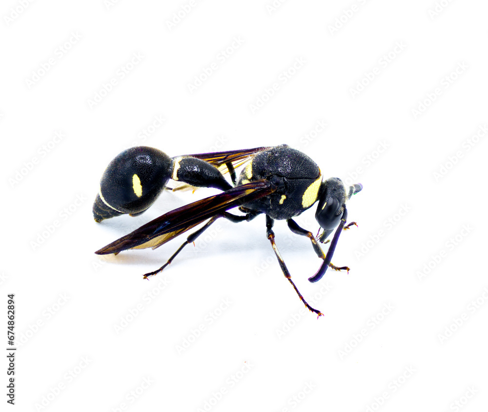 Fraternal Potter Wasp - Eumenes fraternus - builds a miniature pot out ...