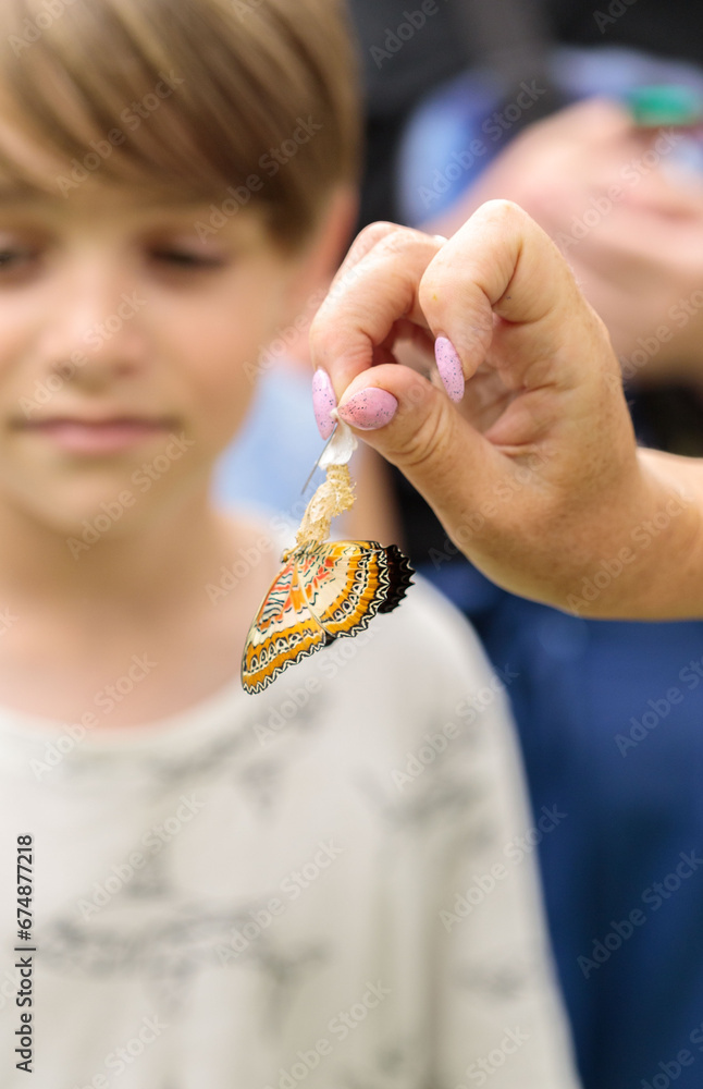 Foto de Hatching of a butterfly from a larva. A woman's hand holds a ...