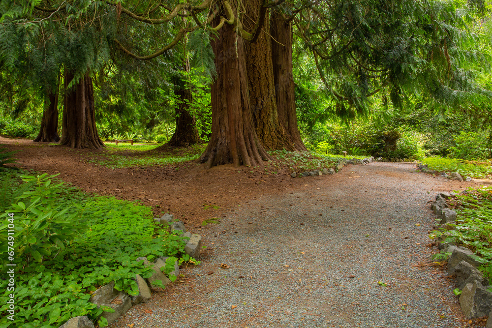 Tranquil path and lush greenery in a forest of Western Red Cedar and ...