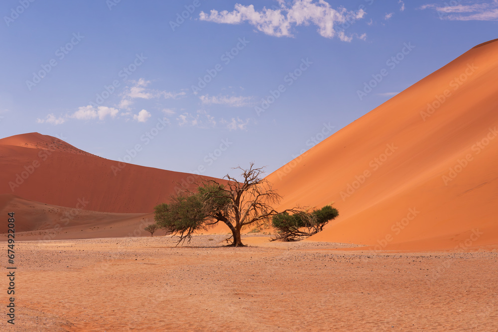 Symmetric desert landscape with half dead camel thorn tree at the foot ...