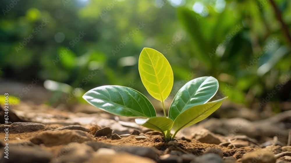 Coca plant in coca plant field. Organic plantation of coca plants in ...