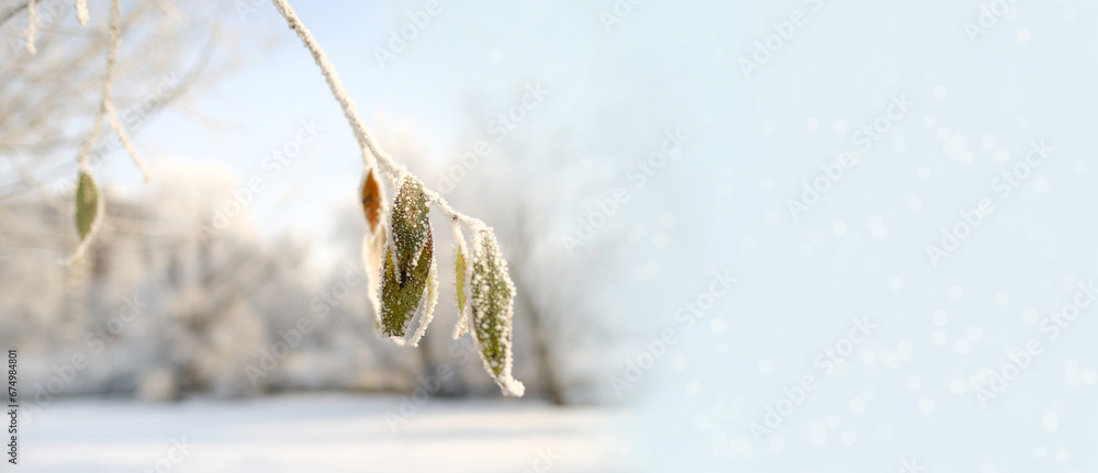 beautiful crystal frost on foliage and tree branches, frosty morning ...