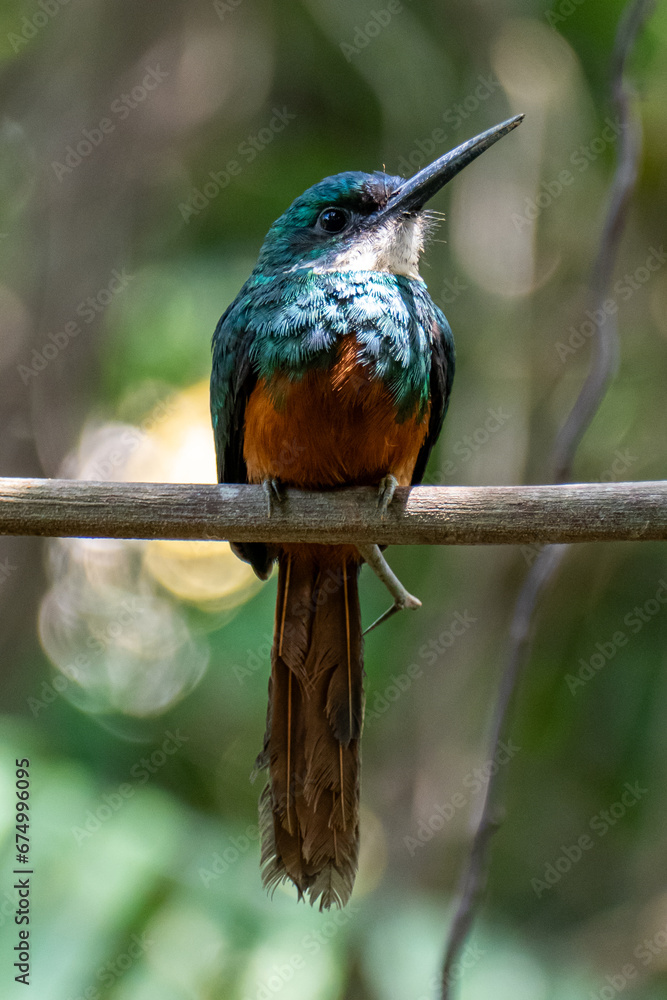 The rufous-tailed jacamar (Galbula ruficauda) is a near-passerine bird ...