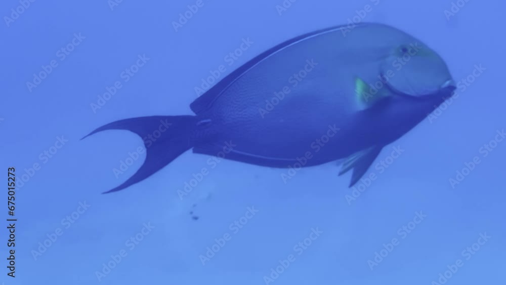 Cinematic close-up shot from a submarine porthole of a fish pooping in ...