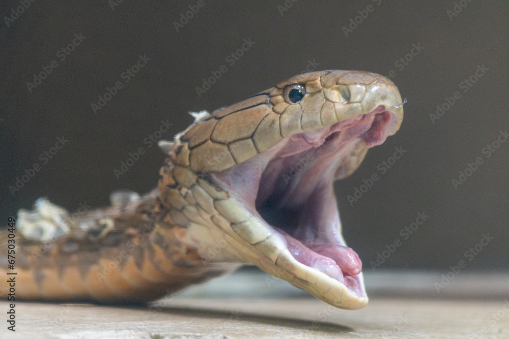 A King Cobra with open mouth adjusts its jaw after shedding its skin. A ...