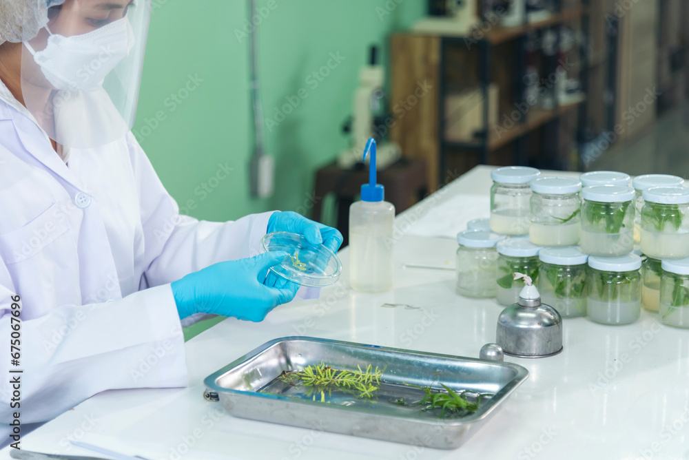 Biochemistry asian Scientist women working plants tissue culture ...
