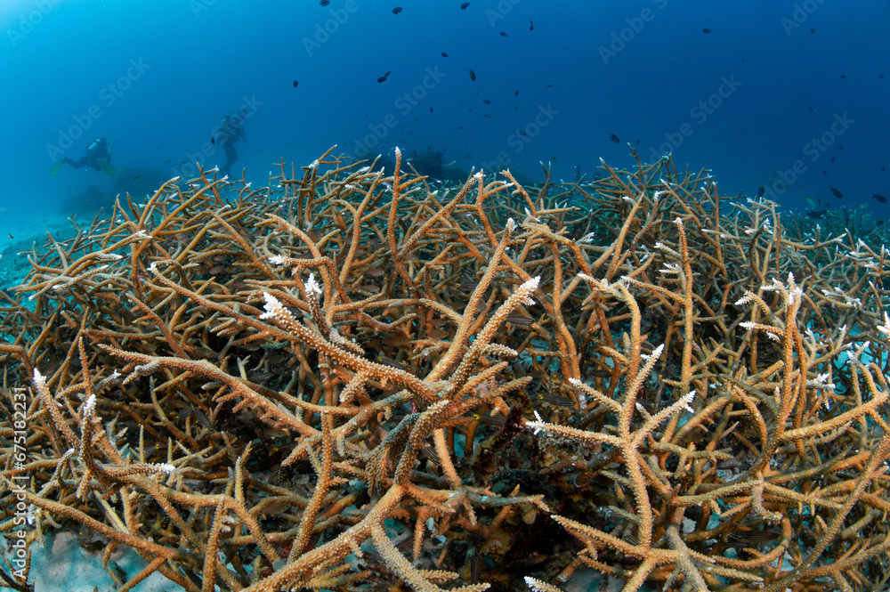 Staghorn coral habitat on tropical coral reef at Racha Noi island dive ...