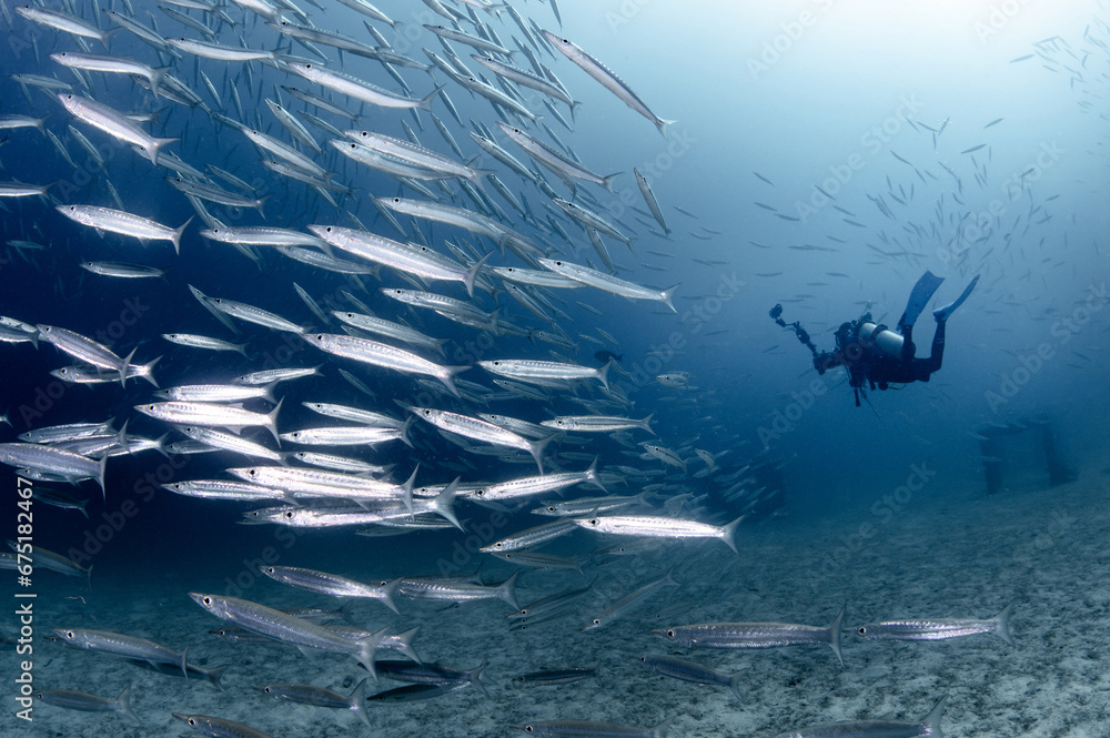 School of Barracuda fish with scuba diver in the crystal clear blue ...