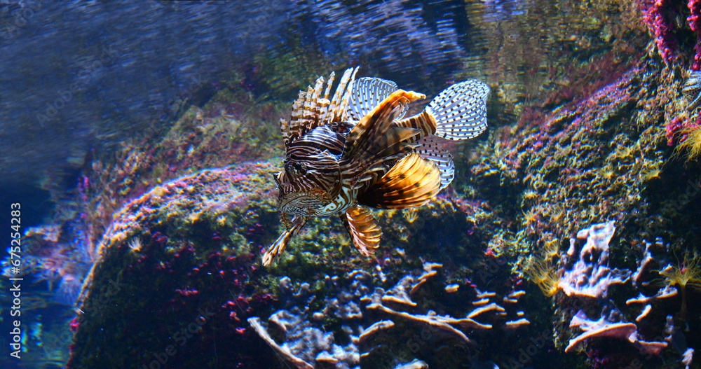 Common Lion Fish, pterois volitans, Venomous Specy, Adult Swimming ...