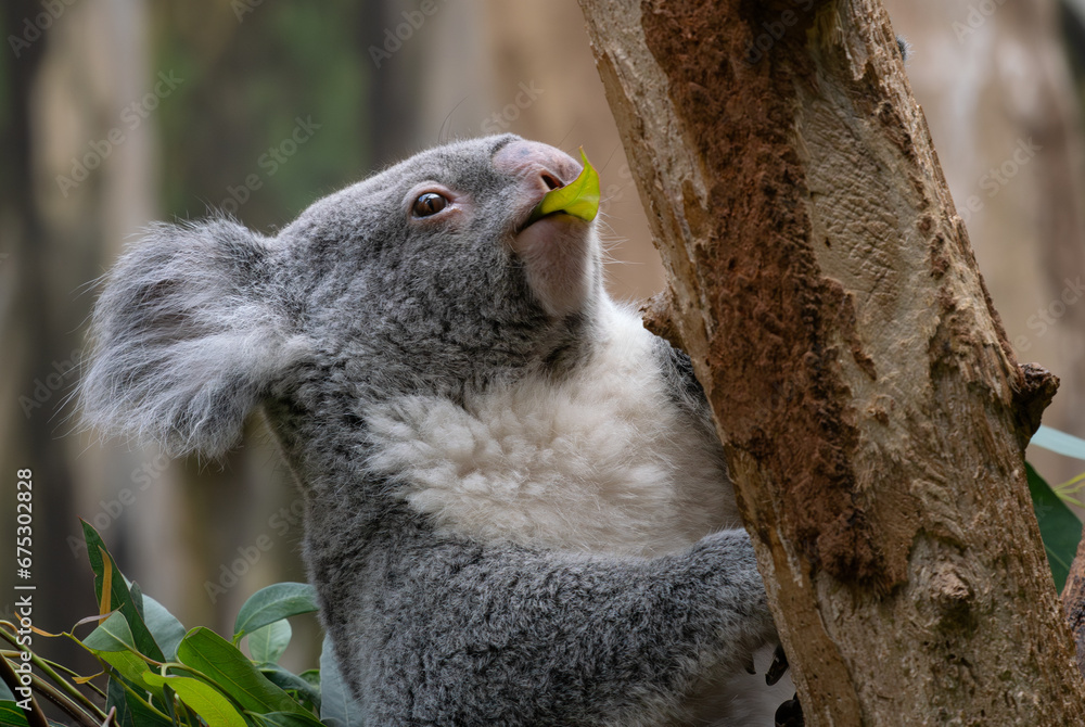 Poster Koala - Phascolarctos cinereus, portrait of beautiful iconic ...