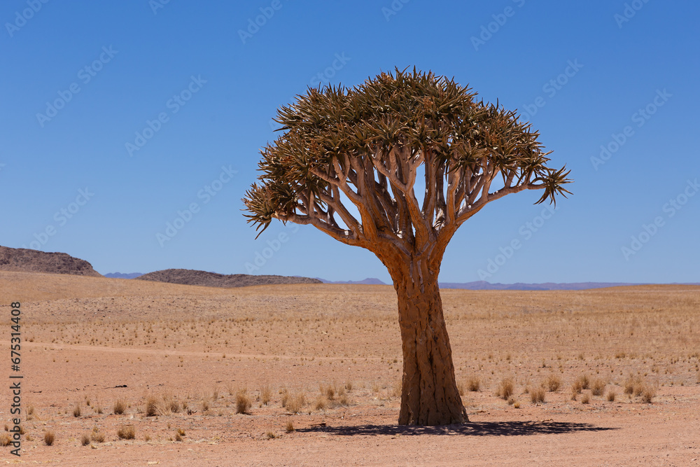 The quiver tree or kokerboom, formerly Aloe dichotoma, a tall ...